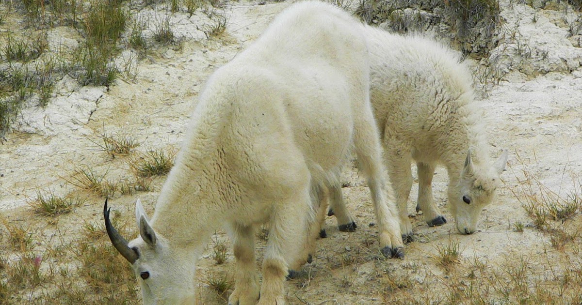 Ten Million Earthlings: Naturescape: Mountain Goat