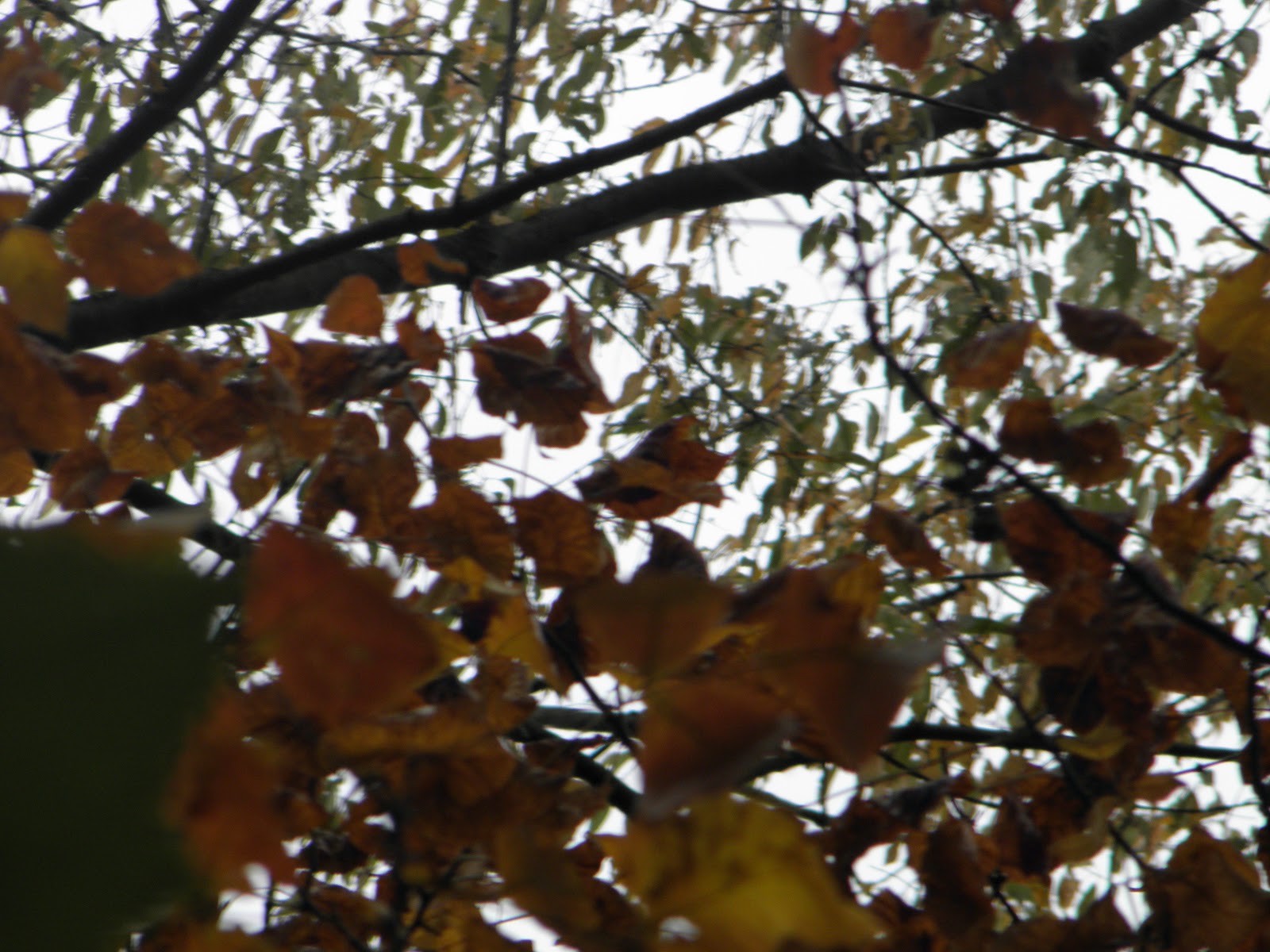 Fall Day October 8th, 2012