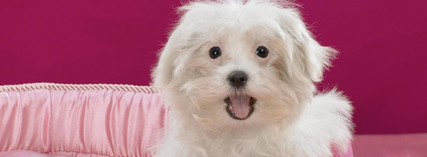 Happy Dog Fb Cover Ocean