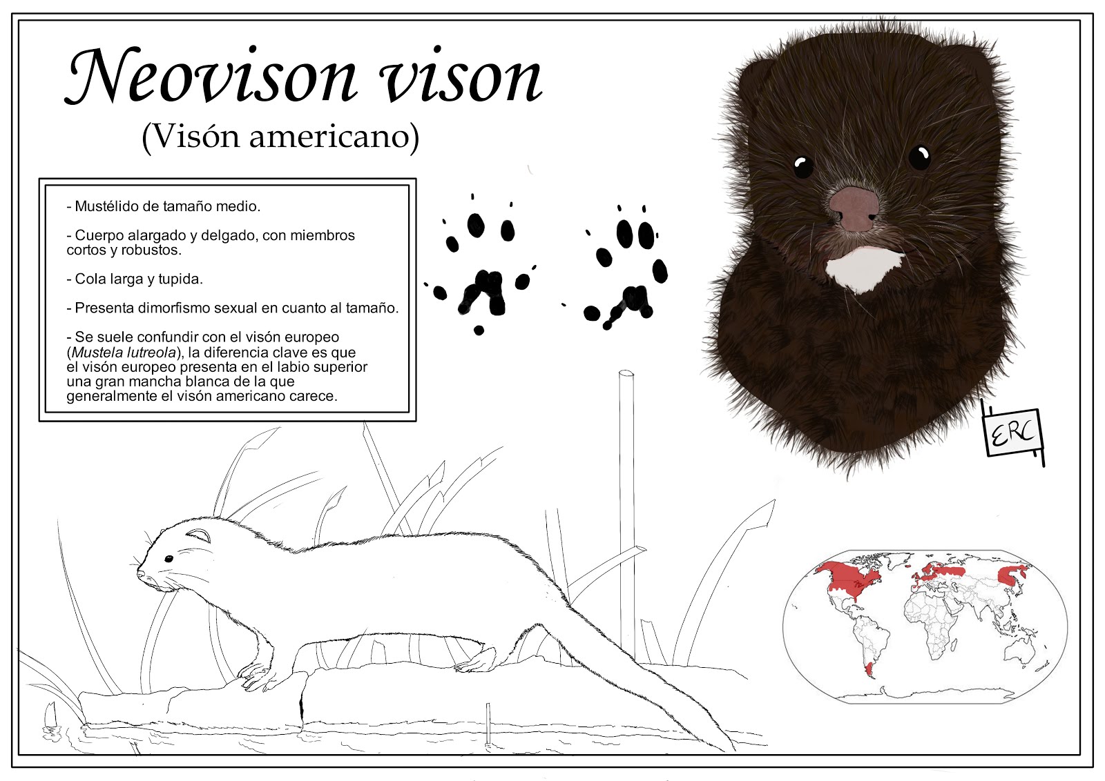 Esperanza Riquelme Caballero - Neovison vison- Schreber, 1777 (Visón ...