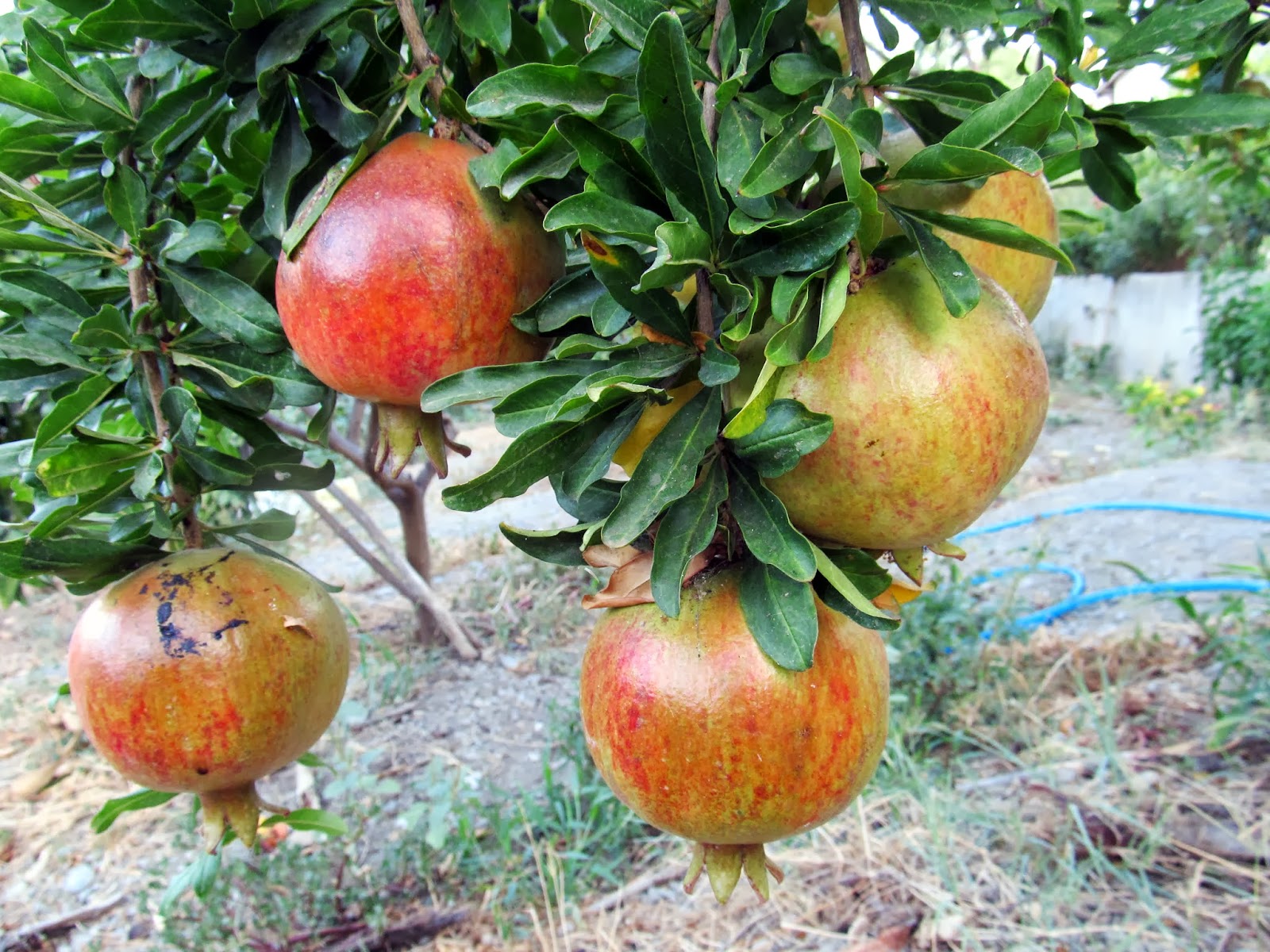 Cittaslow Botanik Park: HER DERDE DEVA BİR MEYVE NAR