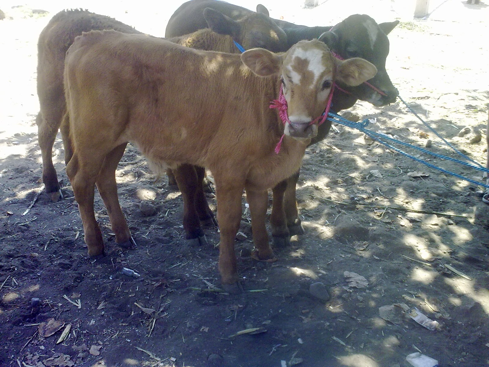 Info Sapi Kurban: Harga Bibit sapi