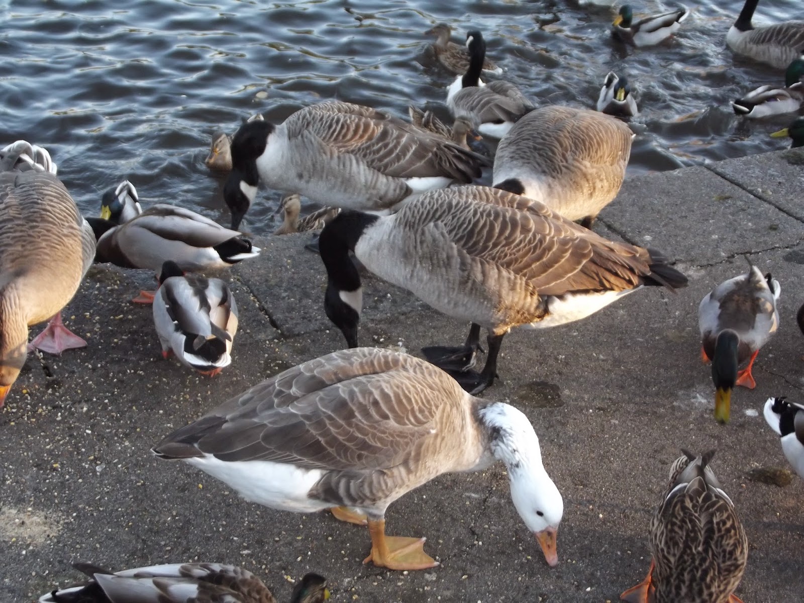 Bird Hybrids: domestic Greylag Goose x Canada Goose