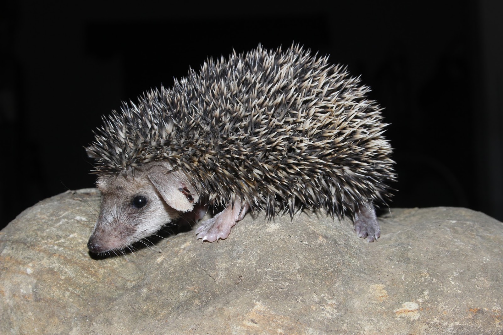 Biodiversity of Cyprus by NGO Protection of the Natural Heritage and ...