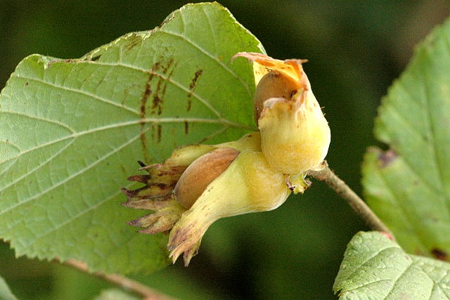 LJEKOVITO BILJE I LIJECENJE BILJEM: LJEKOVITO BILJE: Lijeska (Corylus ...