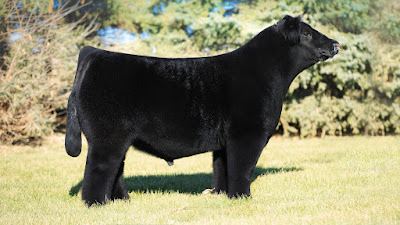 RCC Blog: Rodgers Bulls