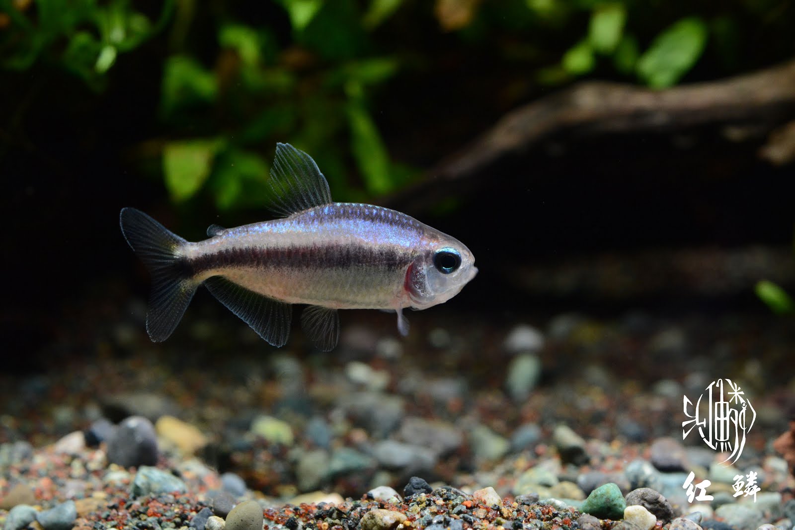 紅鱗水族 Redscales Aquarium: 藍肩黃魔鬼燈(幻彩藍魔鬼燈) Hyphessobrycon sp. Blue Devil Tetra