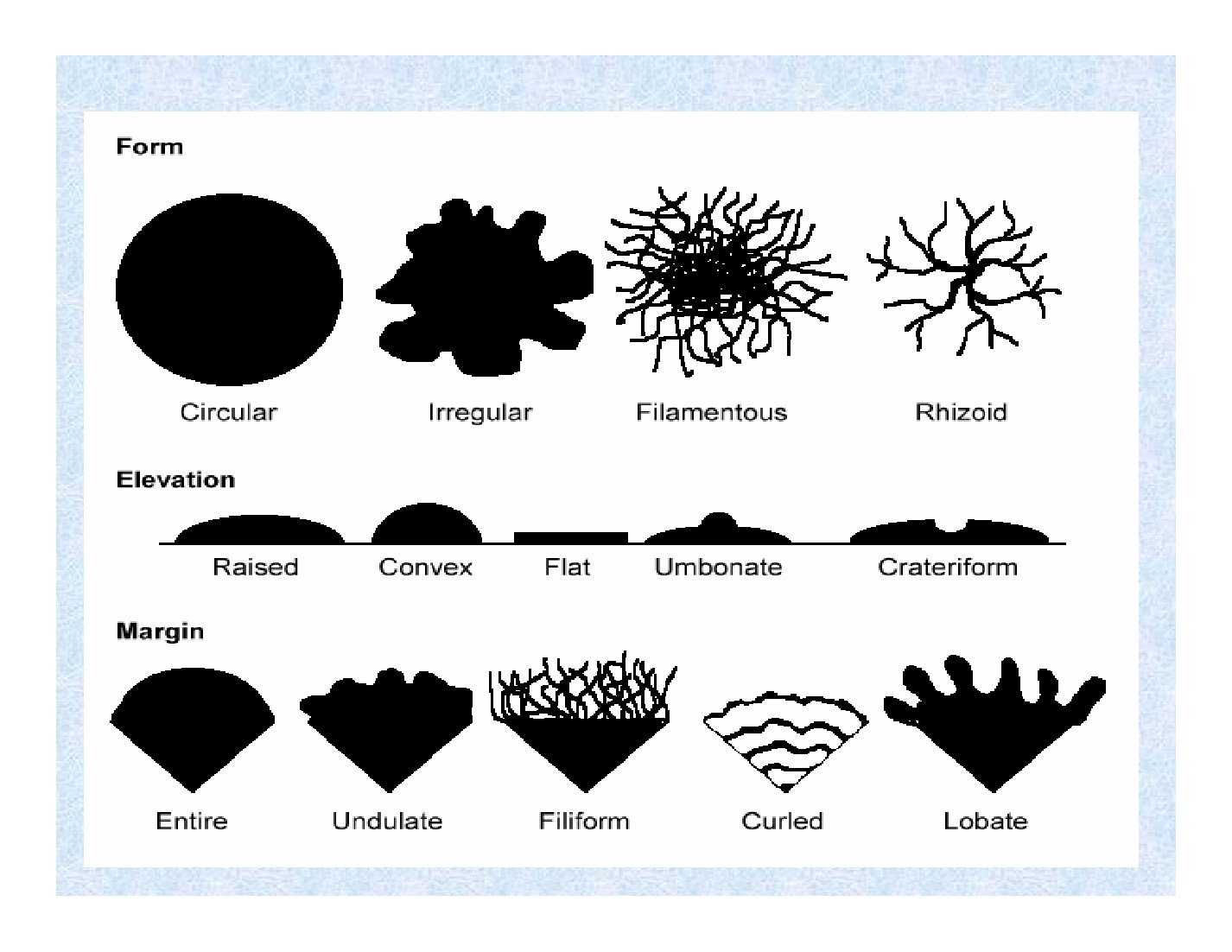 Pengamatan Terhadap Hasil Inokulasi dan Isolasi - Dunia Kimia