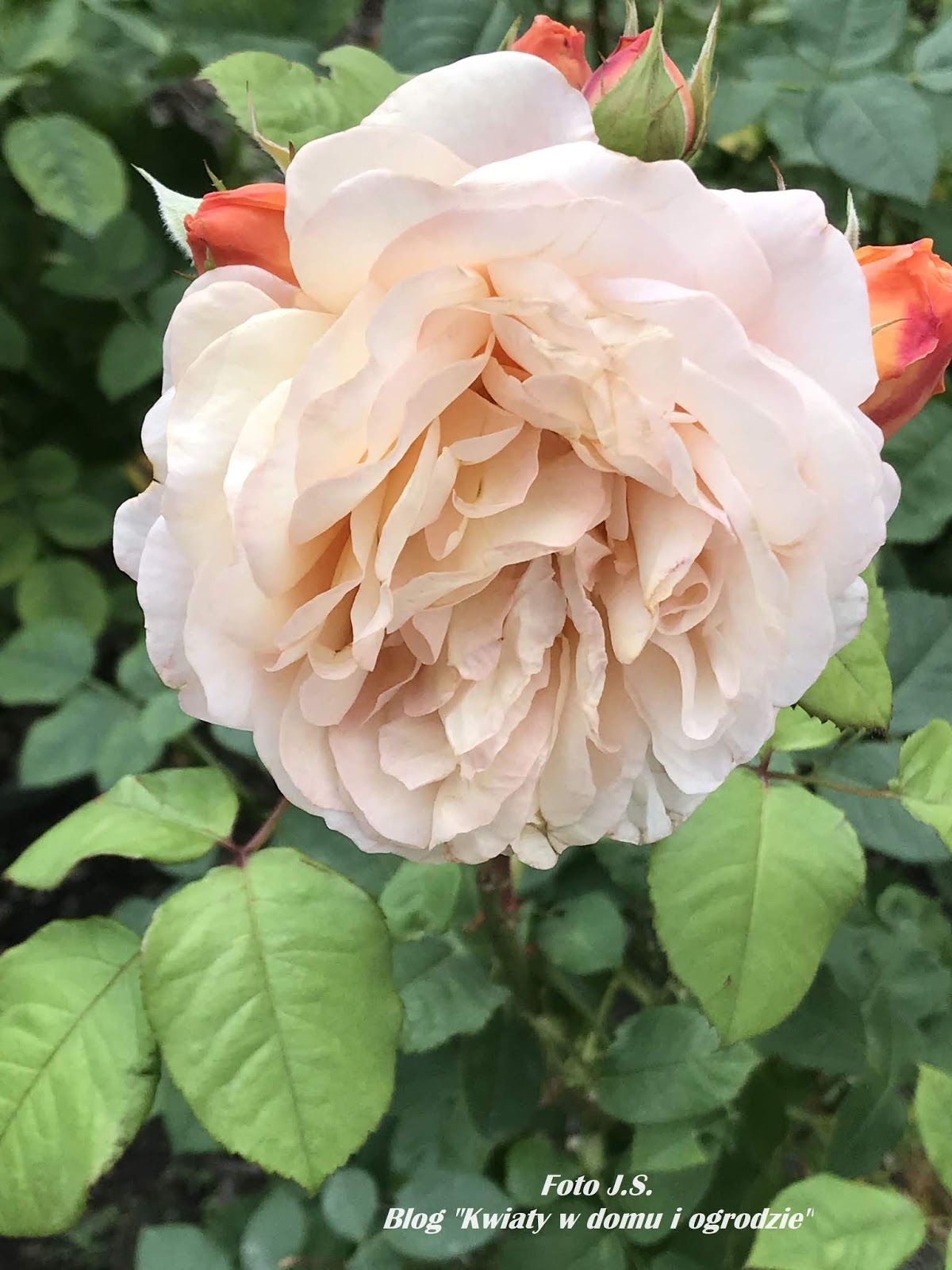 Róża - Victor Verdier