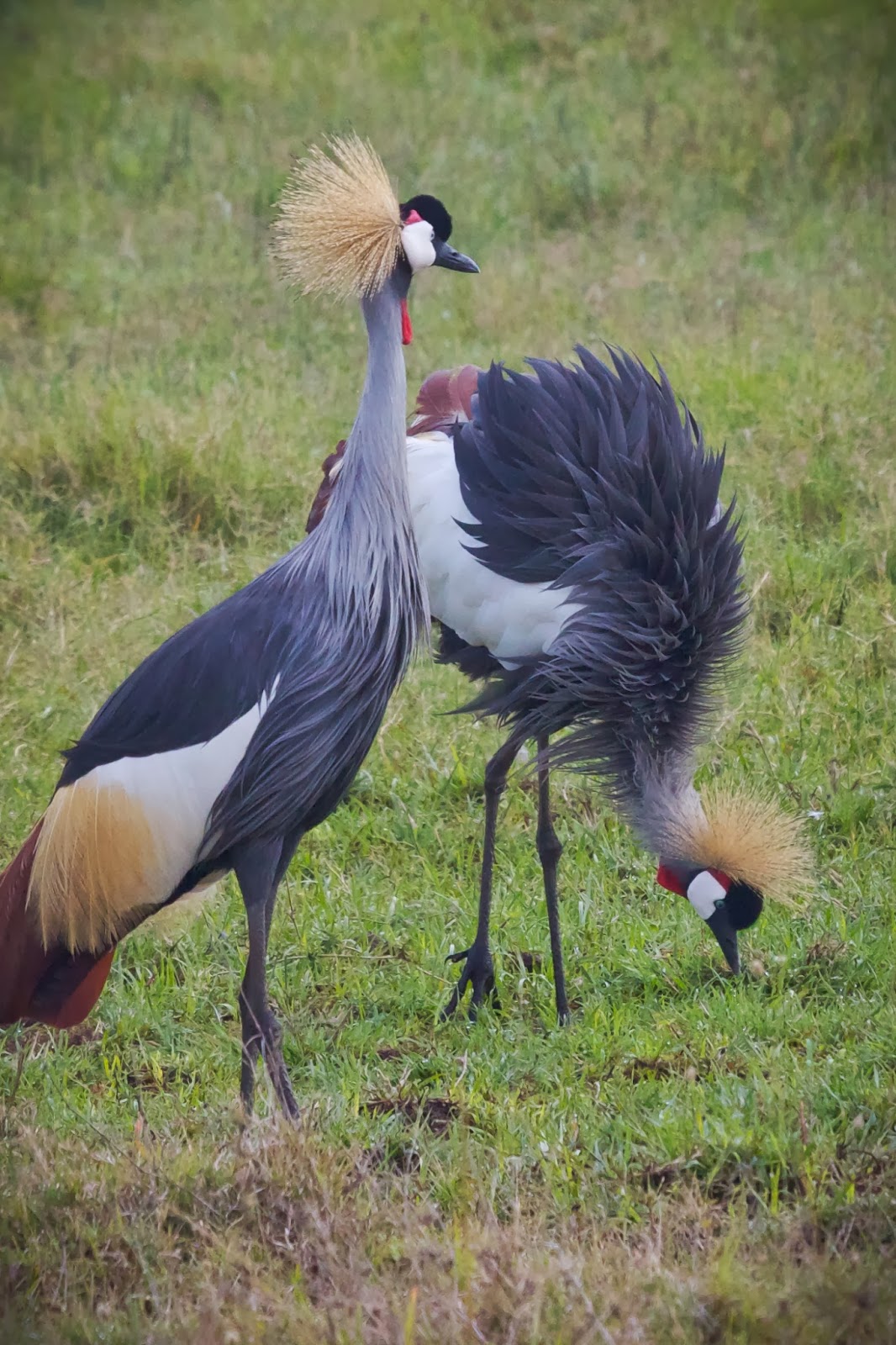 Feather Tailed Stories: Grey Crowned-crane (Africa Series)
