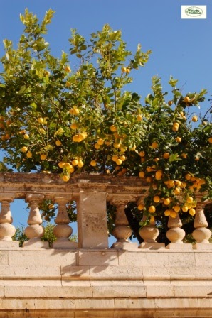 Limone: un piccolo albero dai frutti dorati