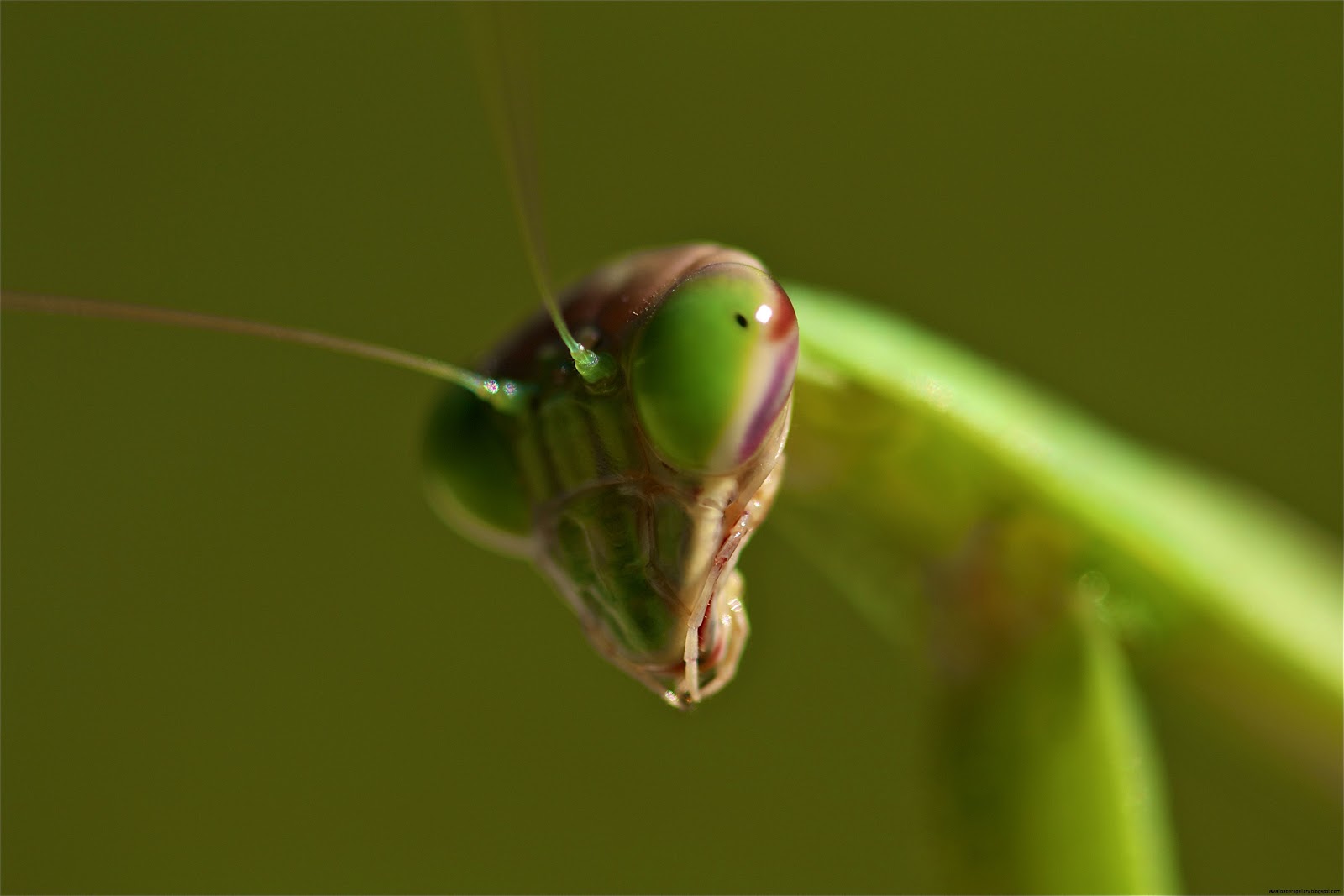 Praying Mantis Face | Wallpapers Gallery