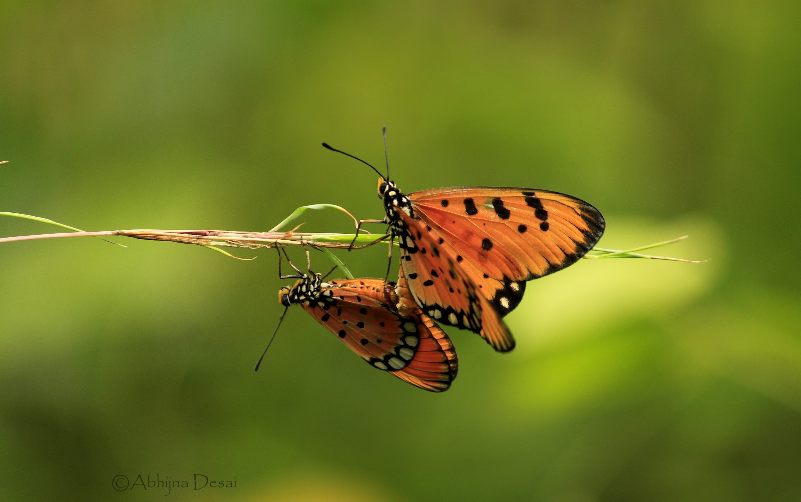 Winged jewels: Tawny Coster (Acraea violae)