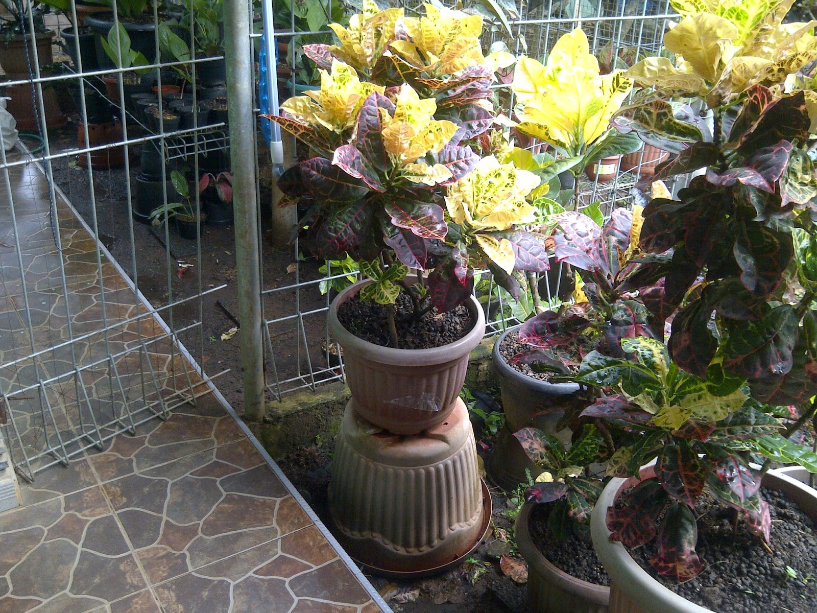 Begini 14+ Tanaman Bunga Puring Terbaru - Informasi Seputar Tanaman Hias