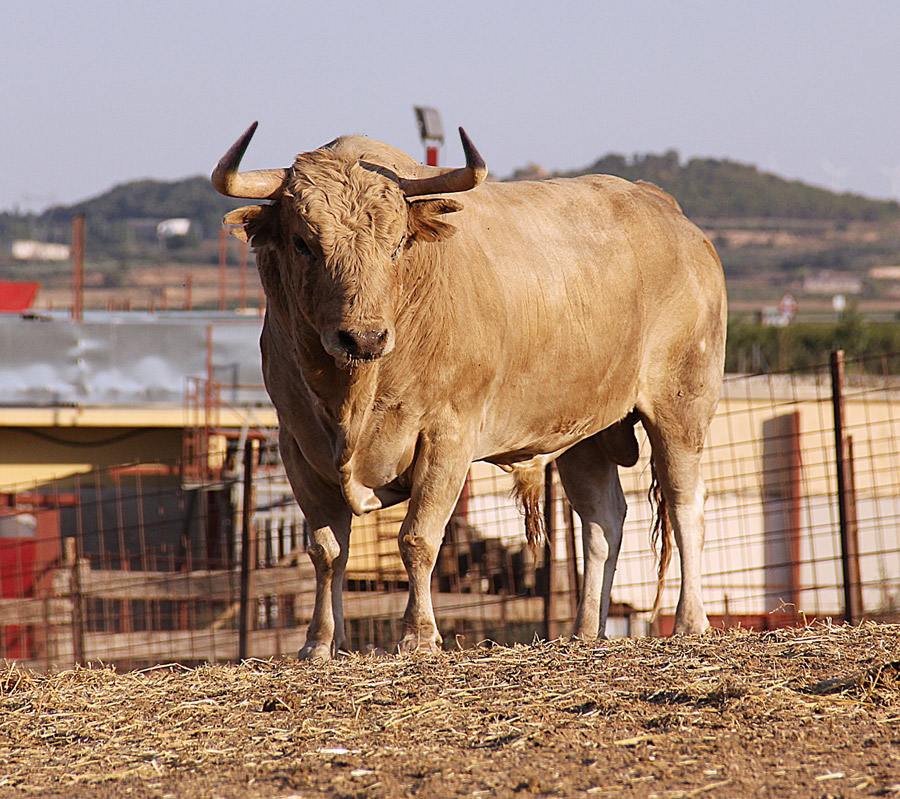 ESPAI TAURÍ: septiembre 2011