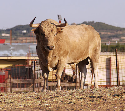 ESPAI TAURÍ: septiembre 2011