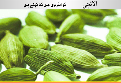 Cardamom Meaning In Urdu - Learn Pakistan
