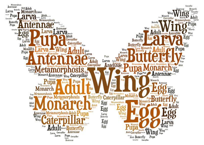 Ms. Killian's 2nd Grade Class: Monarch Butterfly Word Cloud
