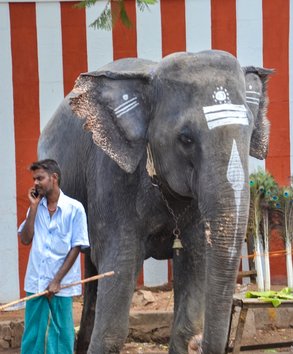 Tamilnadu Tourism: Palani Murugan Temple – Temple Elephant Details