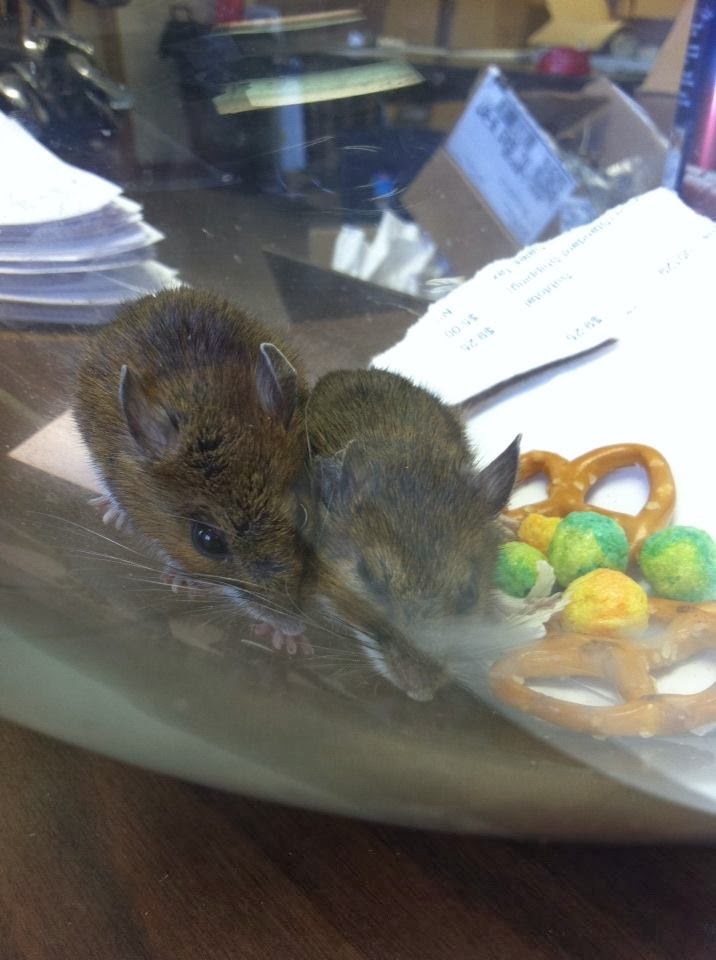 Witkowski Family Happenings