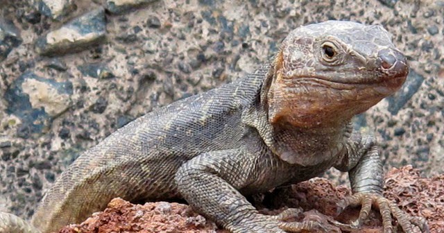 Los Animales y sus Humanos: Saurios