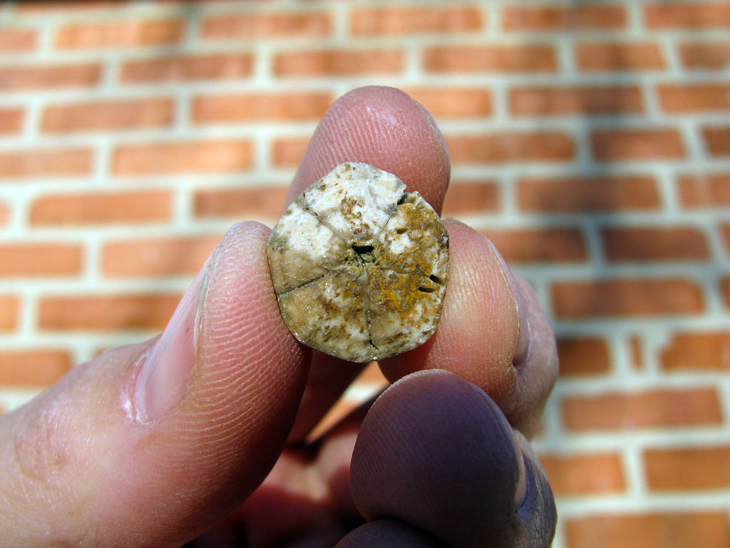 Views of the Mahantango: Agassizocrinus laevis(?) calyx bases from Kentucky