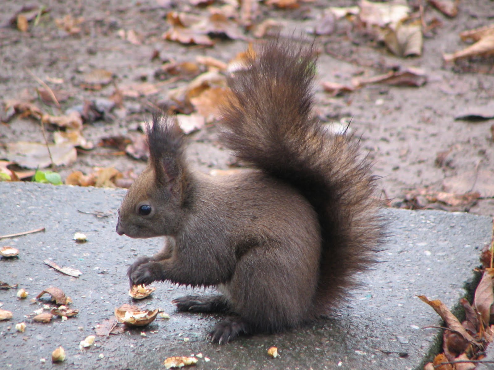 LA MULTI ANI, ROMANIA!: Veverita