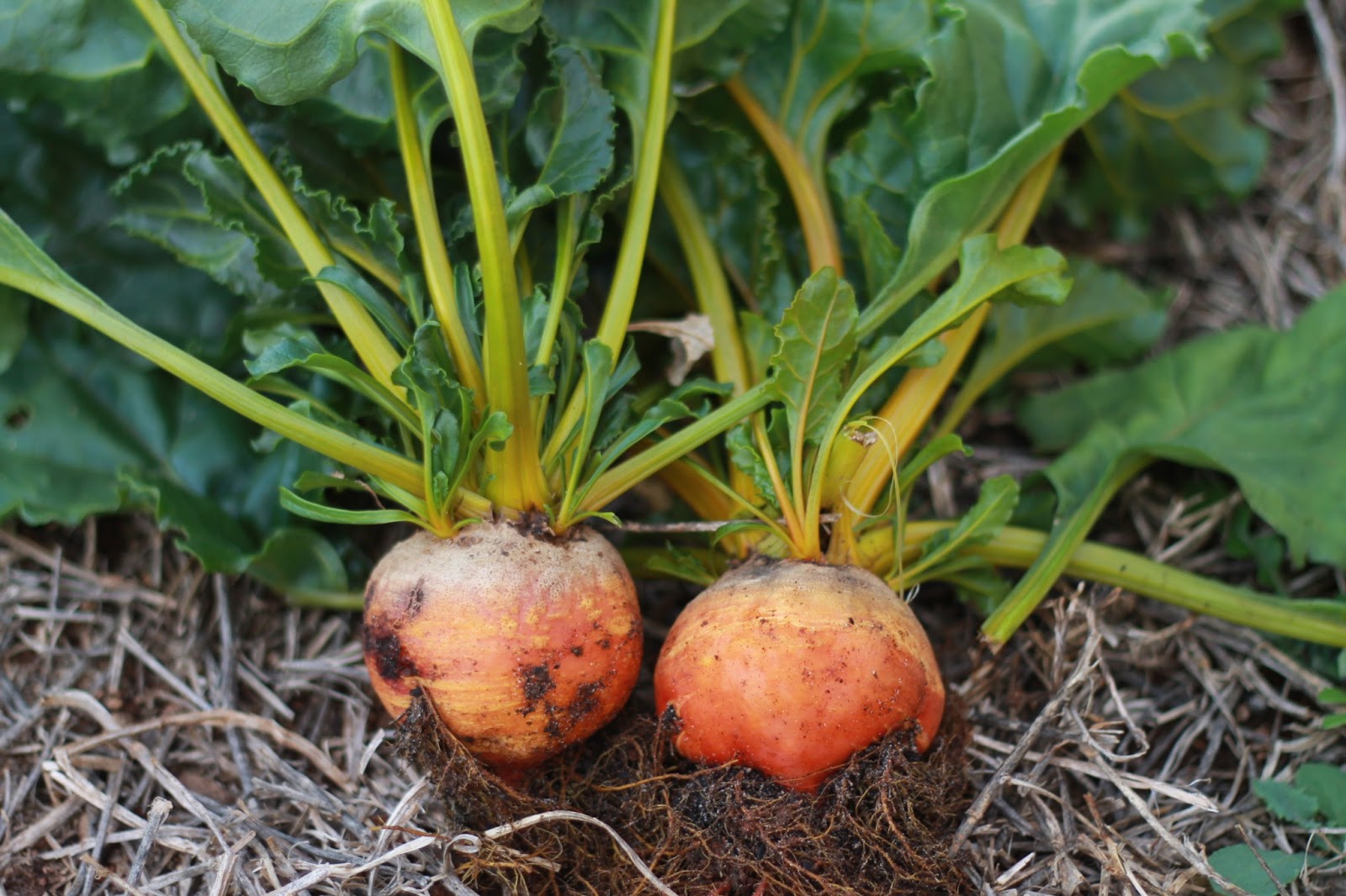 In My Kitchen, August 2013 - The Shady Baker