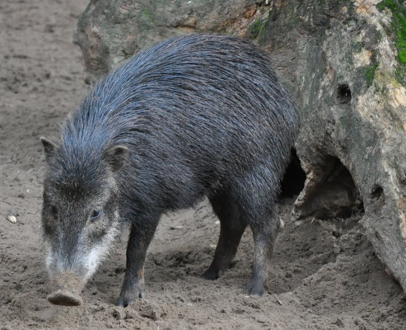 ZOOTOGRAFIANDO (6.100 ANIMALS): PECARI LABIADO / WHITE-LIPPED PECCARY ...