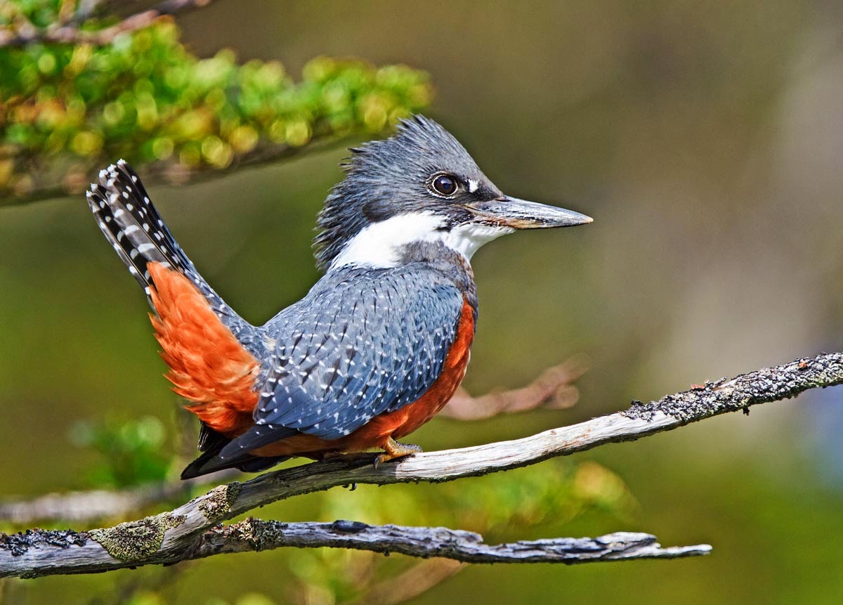 Flora y Fauna de Veracruz: AVES