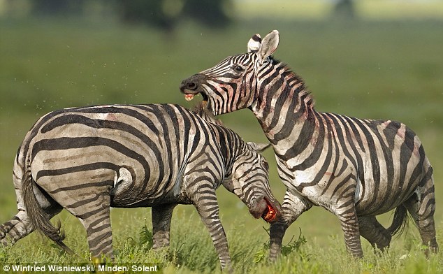What a way to earn your stripes: Zebras captured in bloody battle for ...