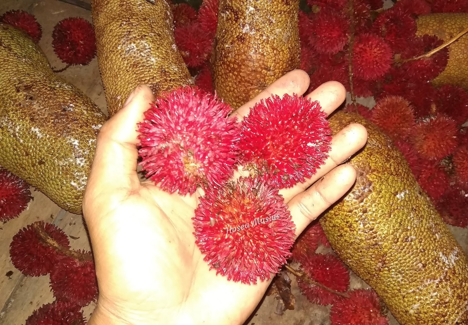 Buah Khas Kalimantan: Rambutan Rangkong