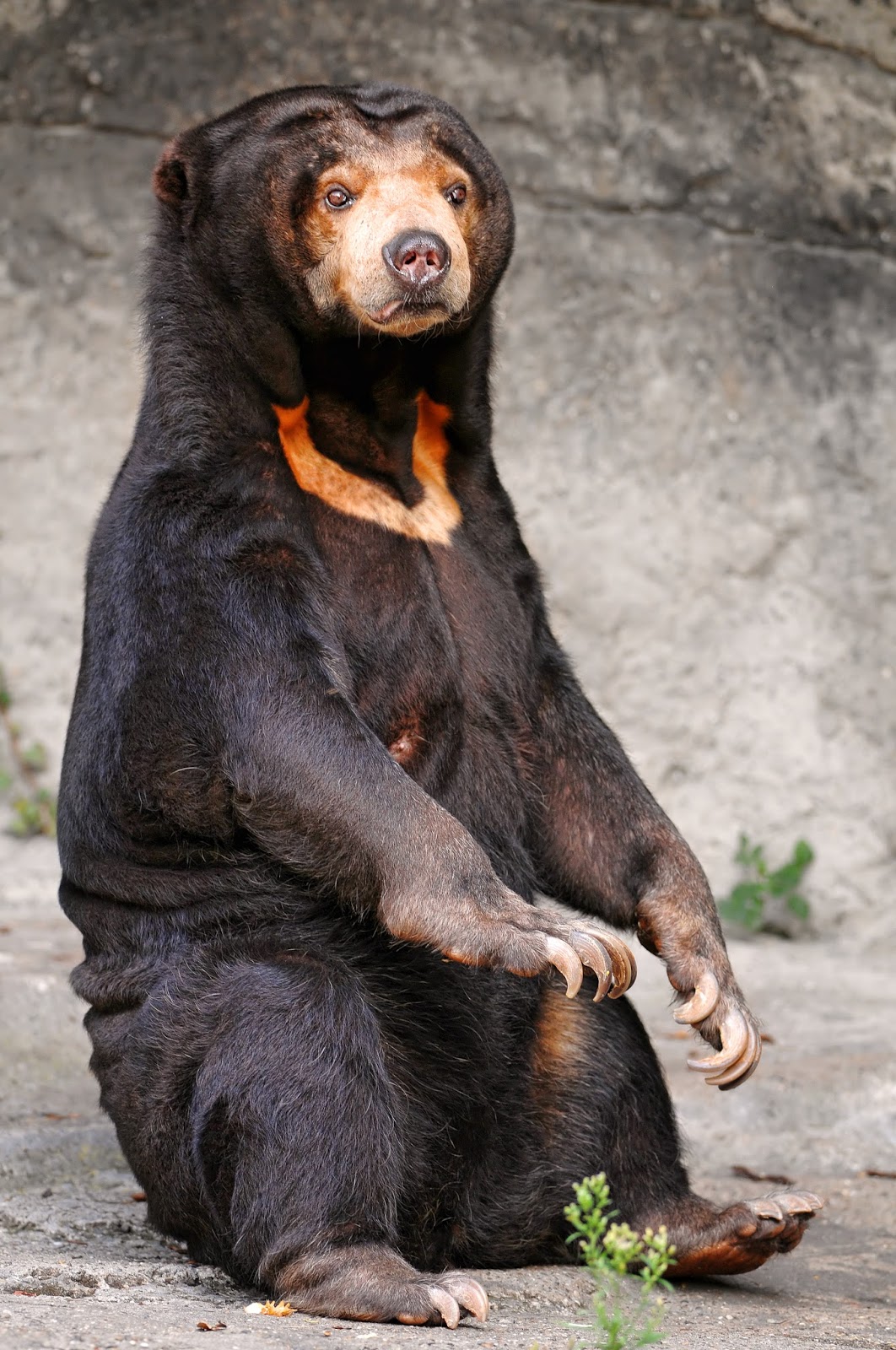 Abe's Animals: 3 rare, vulnerable, and cool black bears