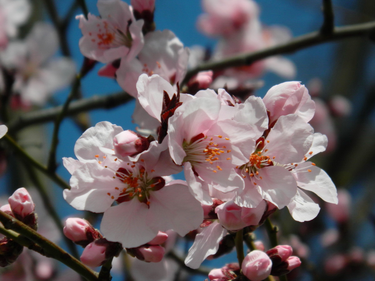 LA MULTI ANI, ROMANIA!: Flori de migdal