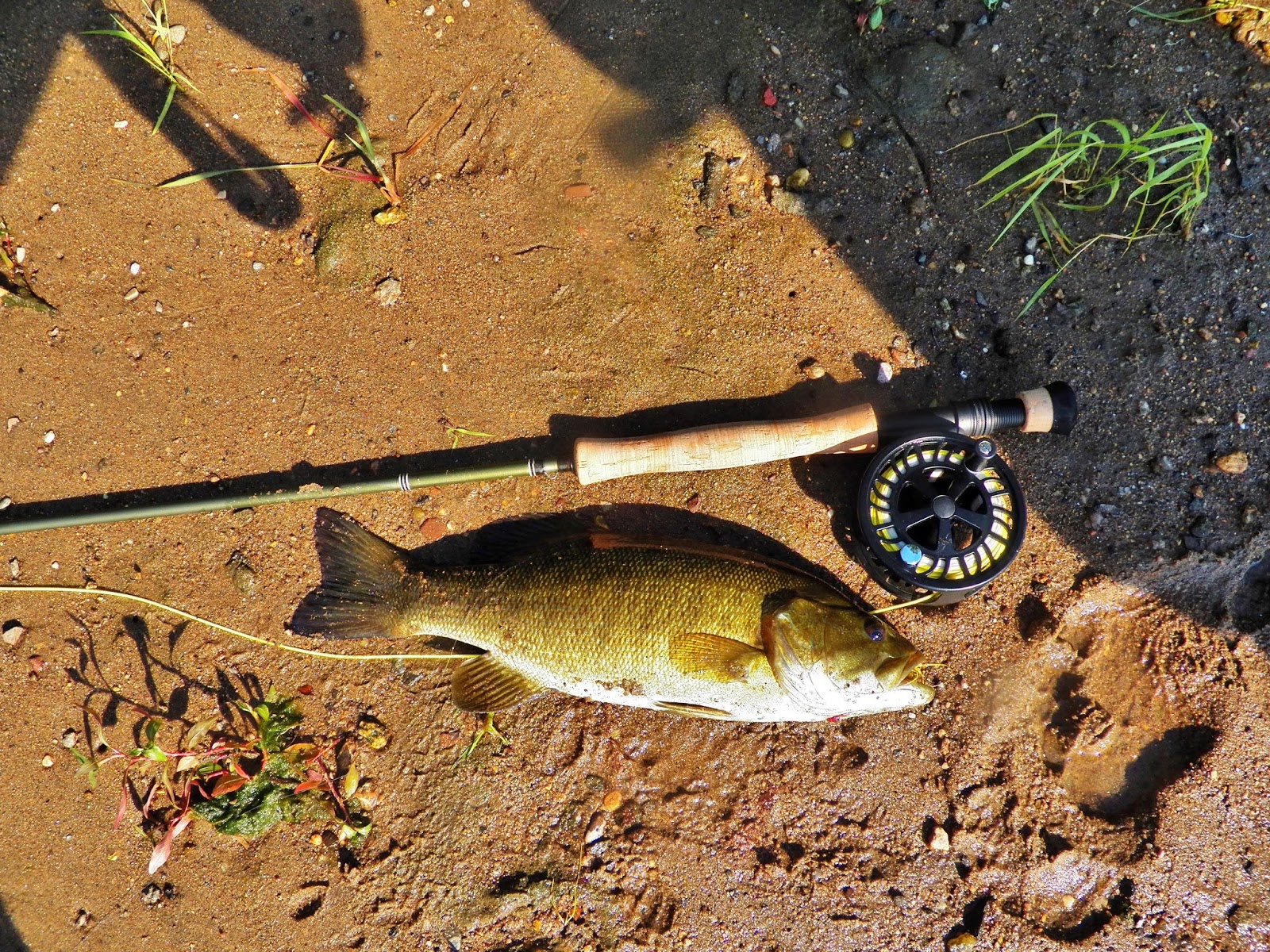 Connecticut Fly Angler: Eels, a Tiny Fluke, and Connecticut River ...