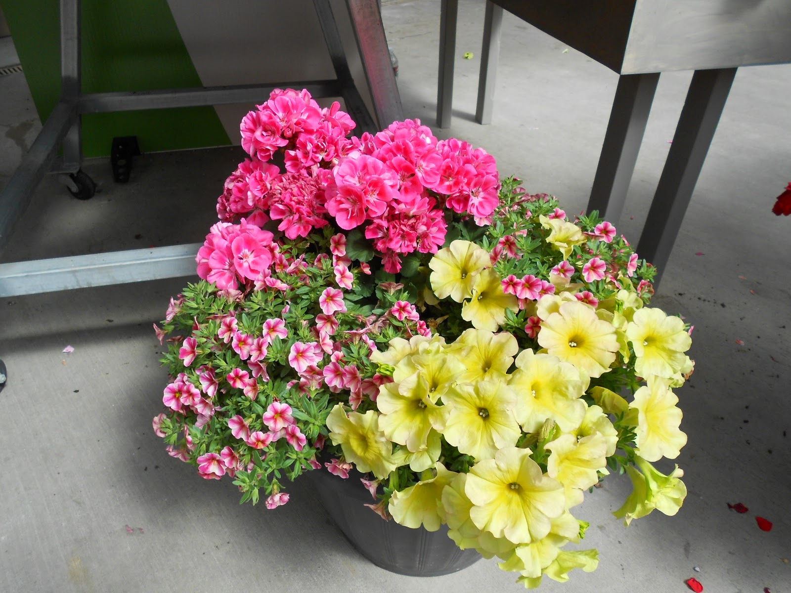 Nathan's Notes: Ball FloraPlant