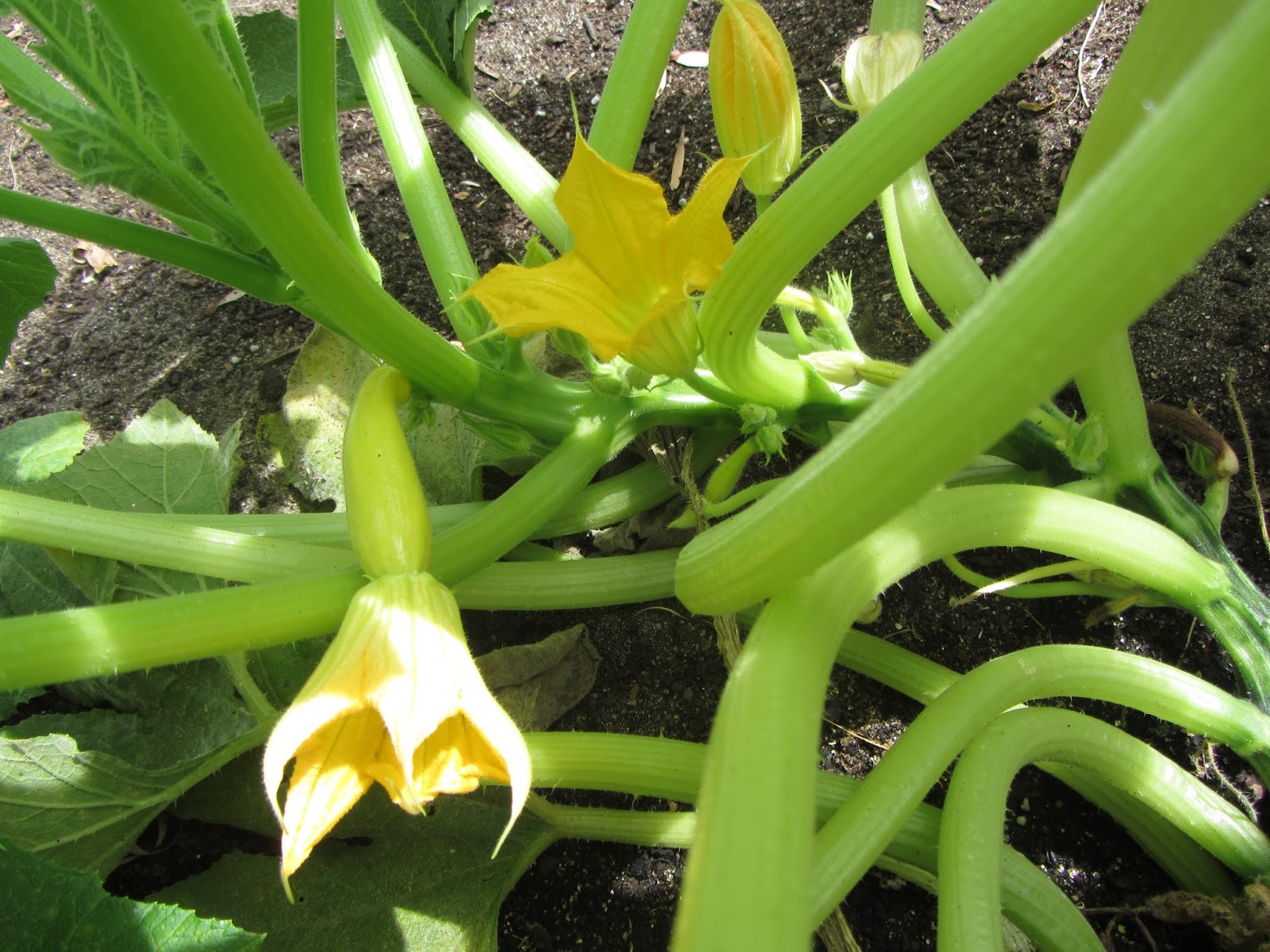 Following the Master Gardener: Using Winter Row Covers