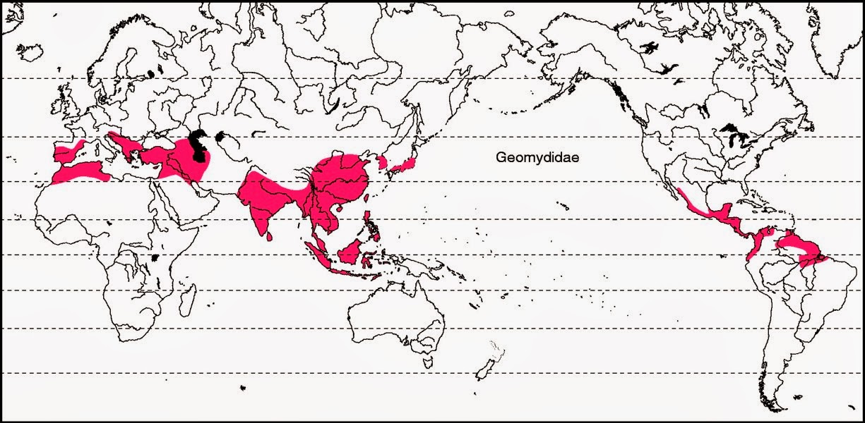 Biology of the Reptilia: Worldwide Reptile Diversity - Cleveland ...