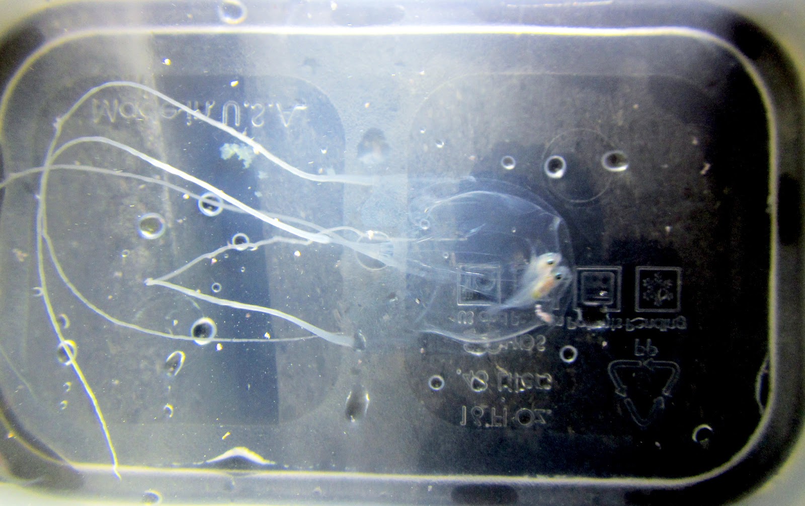 HIMB Community Education Program: Box jelly (with fish inside) at the ...