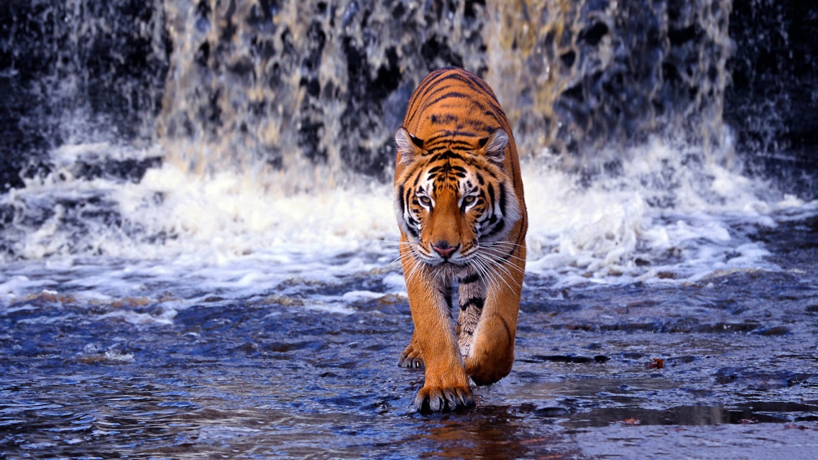 Wallpapers 1920x1080: Wallpapers Tiger / Tigre hd 1920x1080