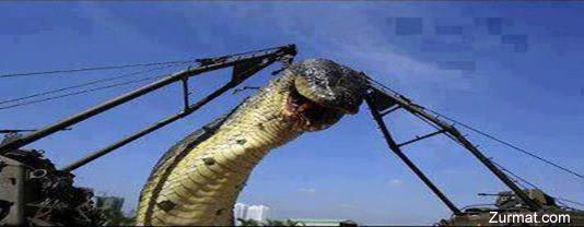 Ular Raksasa Tertangkap di Mesir | Azhar Muhammad