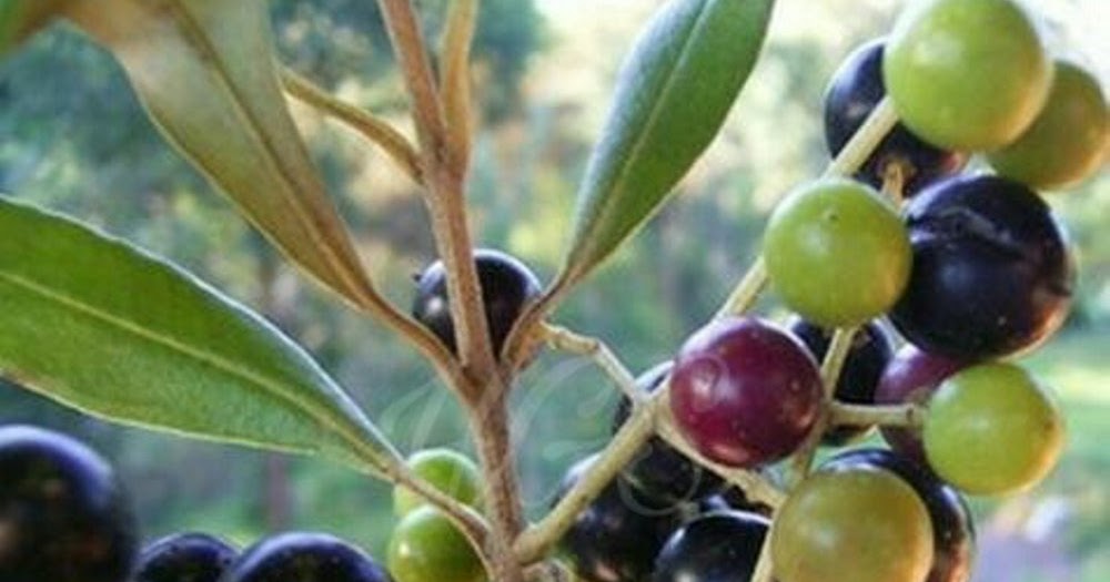 Booster Tanaman Anda!: AMALKAN BUAH ZAITON DI BULAN RAMADHAN INI