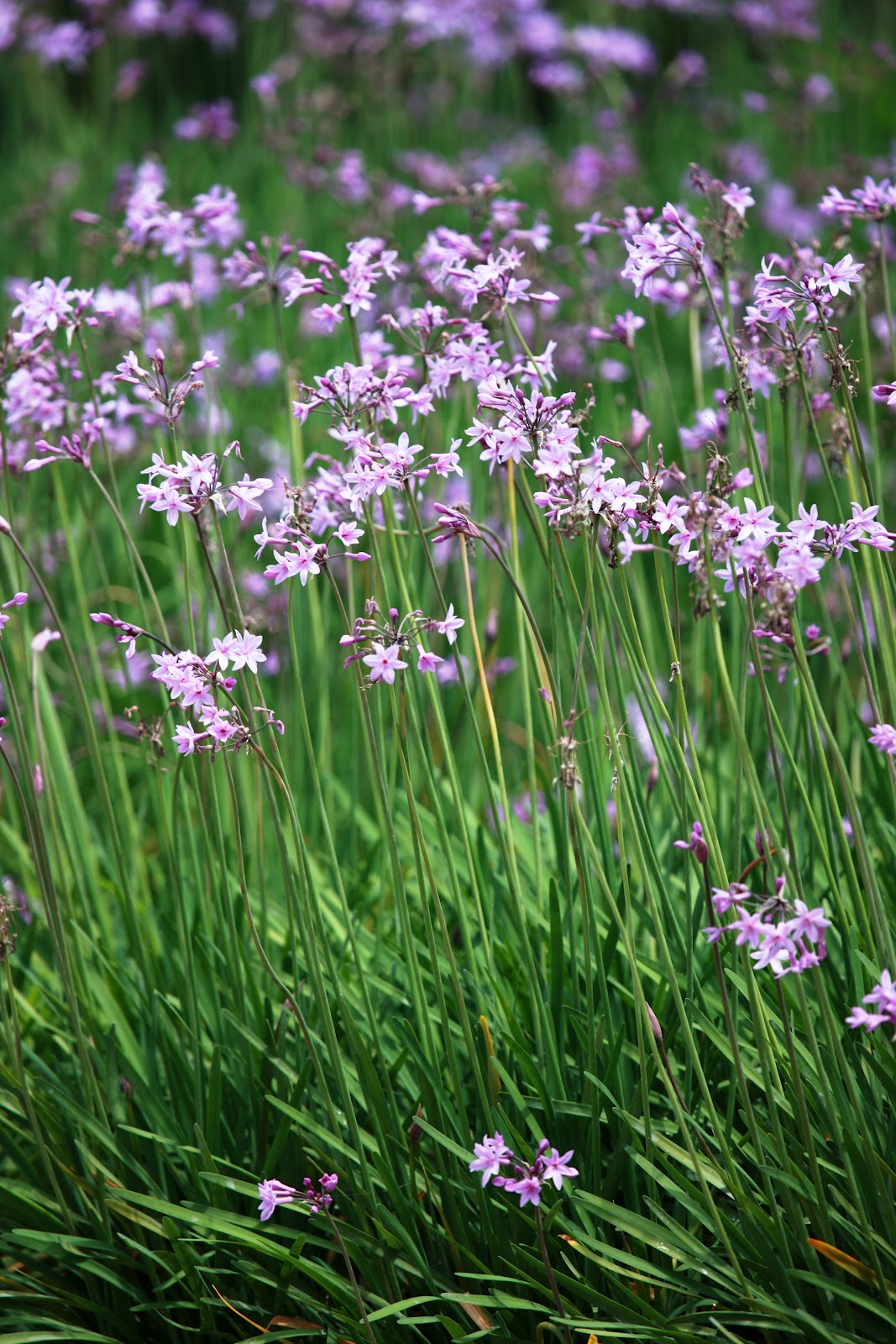 Tulbaghia violacea | Plants, Image, Garden