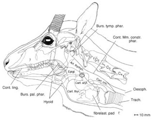 DISEASES OF THE HEAD AND NECK OF ANIMALS