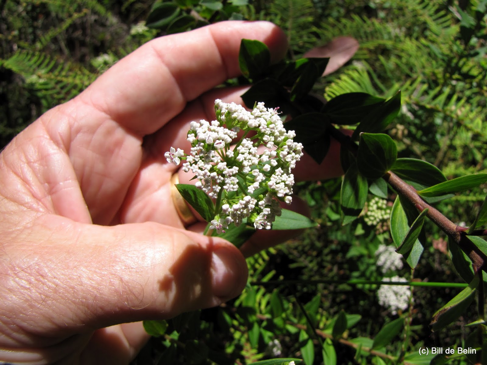 Sydney's Wildflowers and Native Plants: Platysace lanceolata - Lance ...