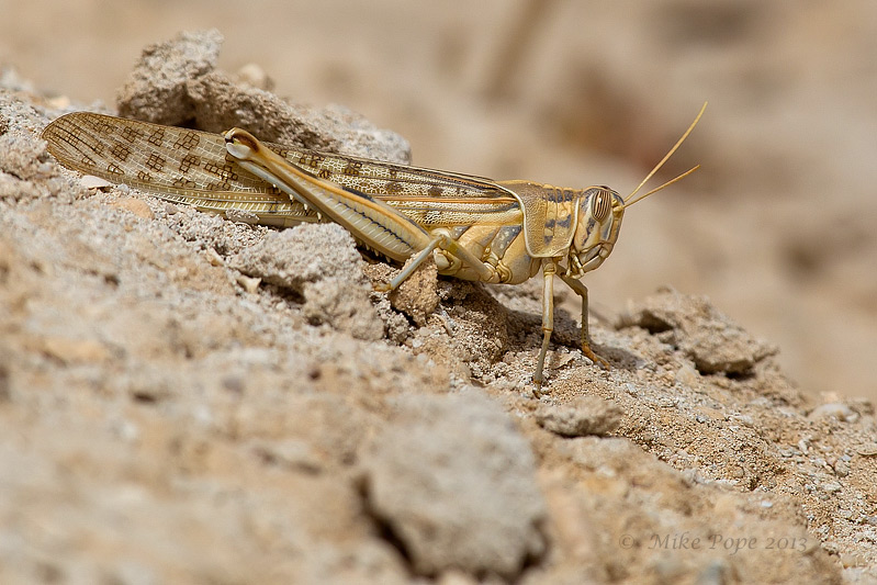 Kuwait Birding: Wind-swept and sand-blasted