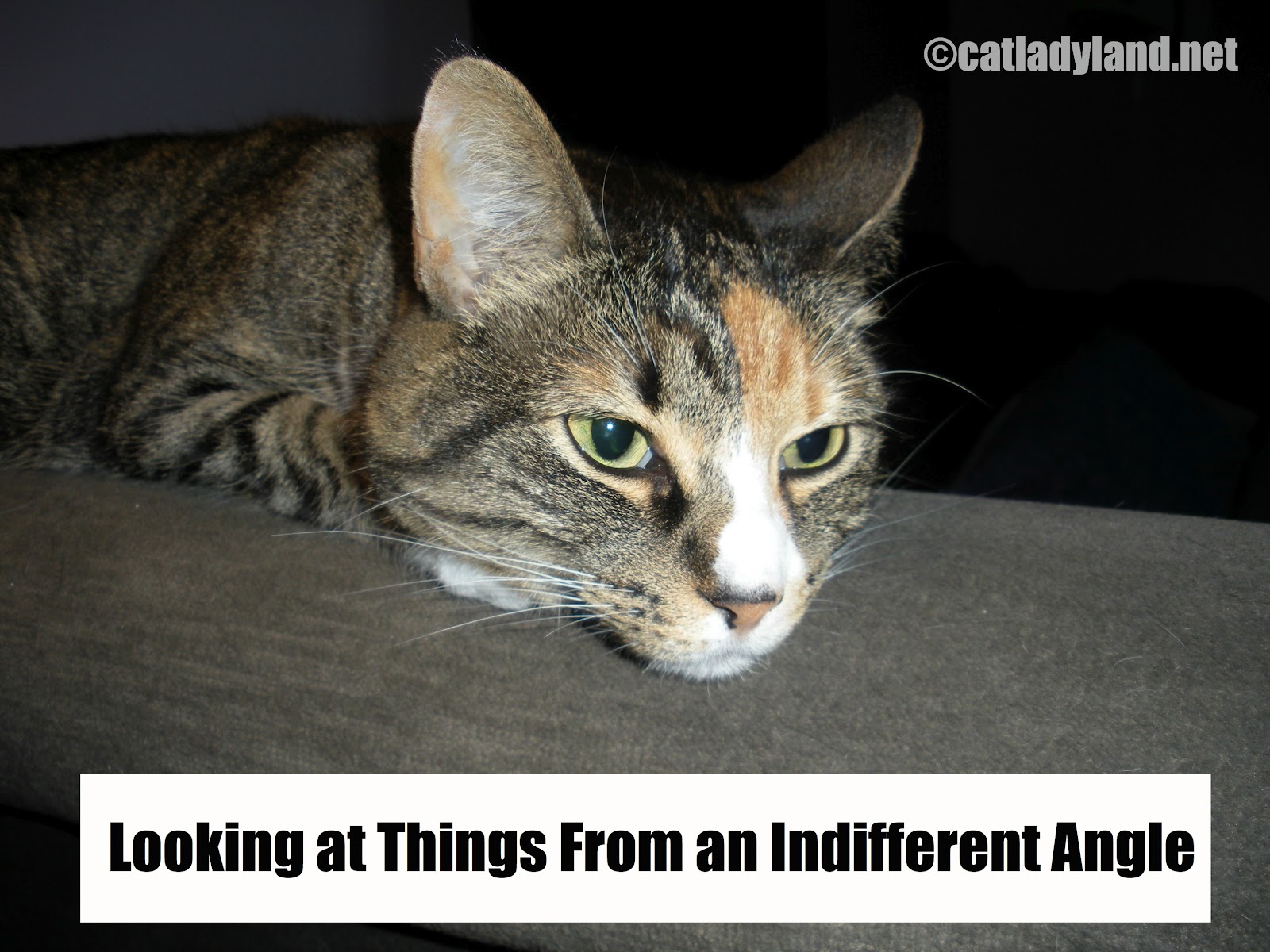Catladyland: Cats are Funny: How Cats Think