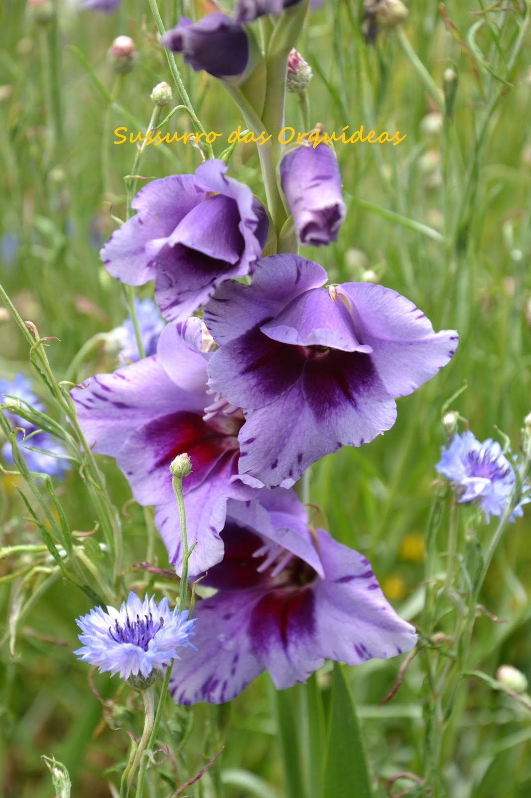 Sussurro das Orquídeas: Gladiolus 'Passos'