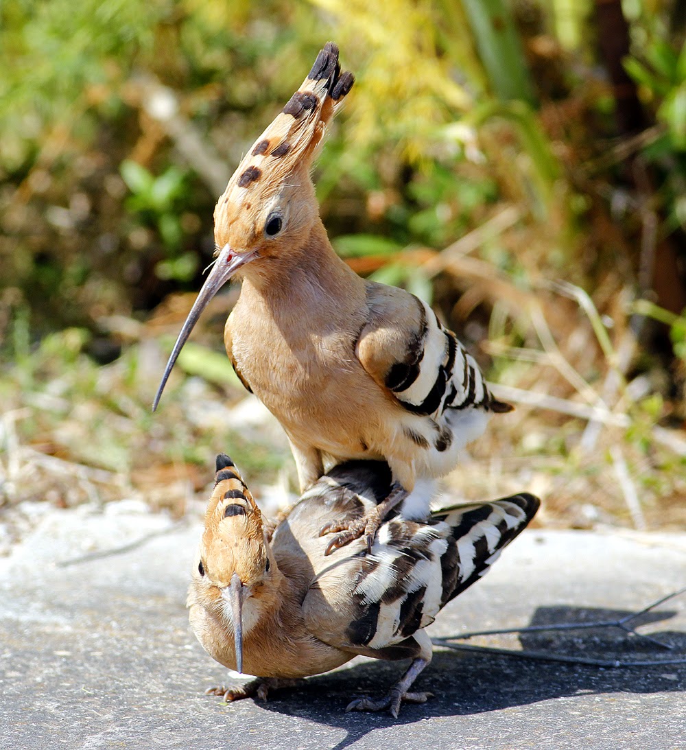 Another Bird Blog: Hoopoe Action From Menorca