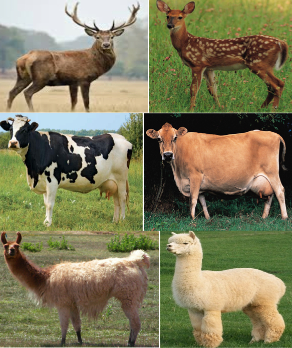 NephiCode: A Disservice to Translation